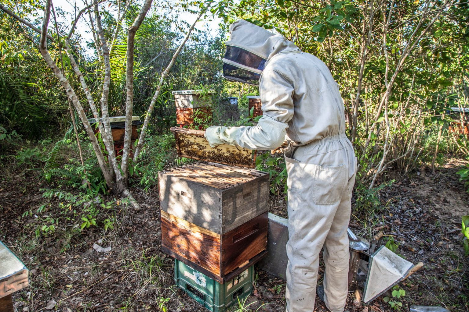 Beekeeping Yearly Schedule for Florida | World of Honey