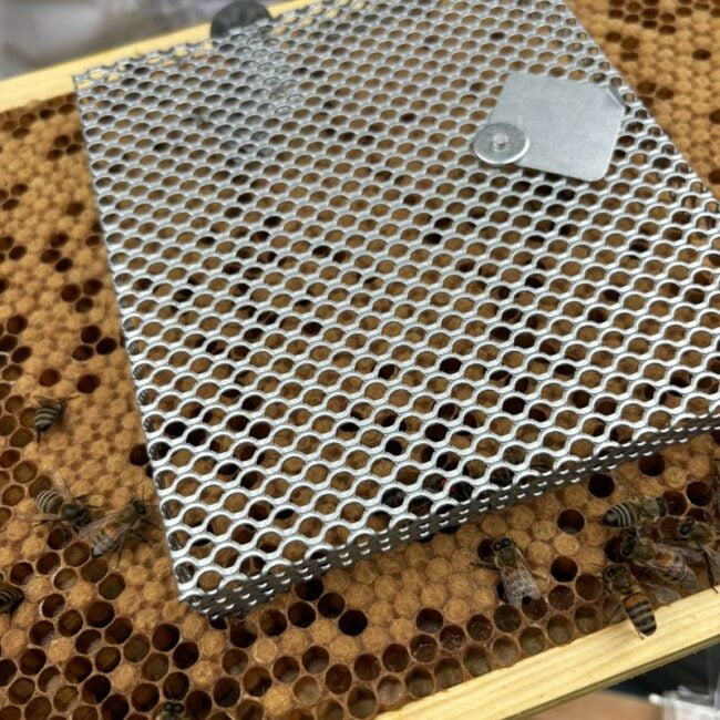 Uncapping Punch | World of Honey